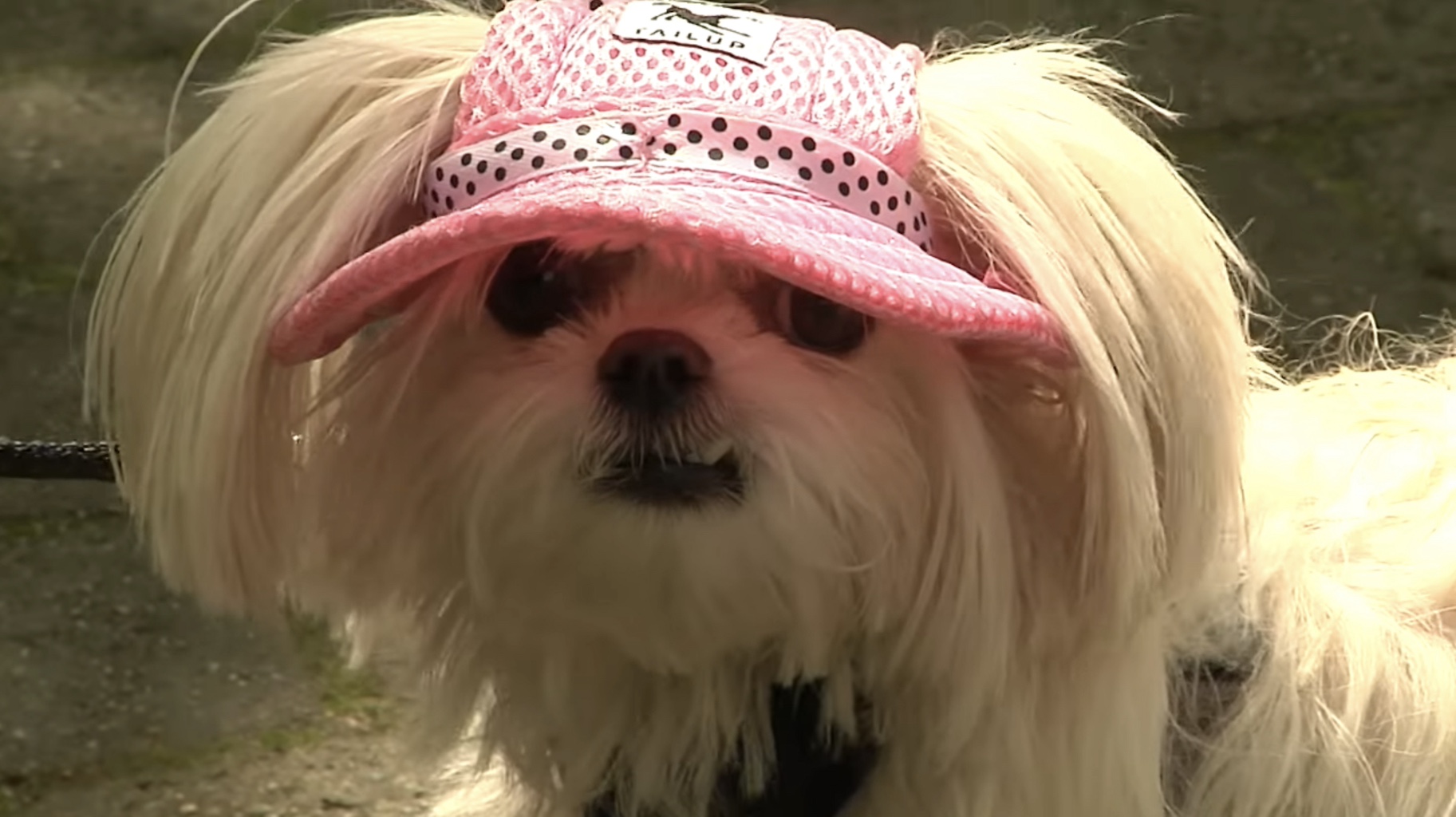 TEN THOUSAND DOLLAR FISHEYE by Pedro Orsi – place.tv